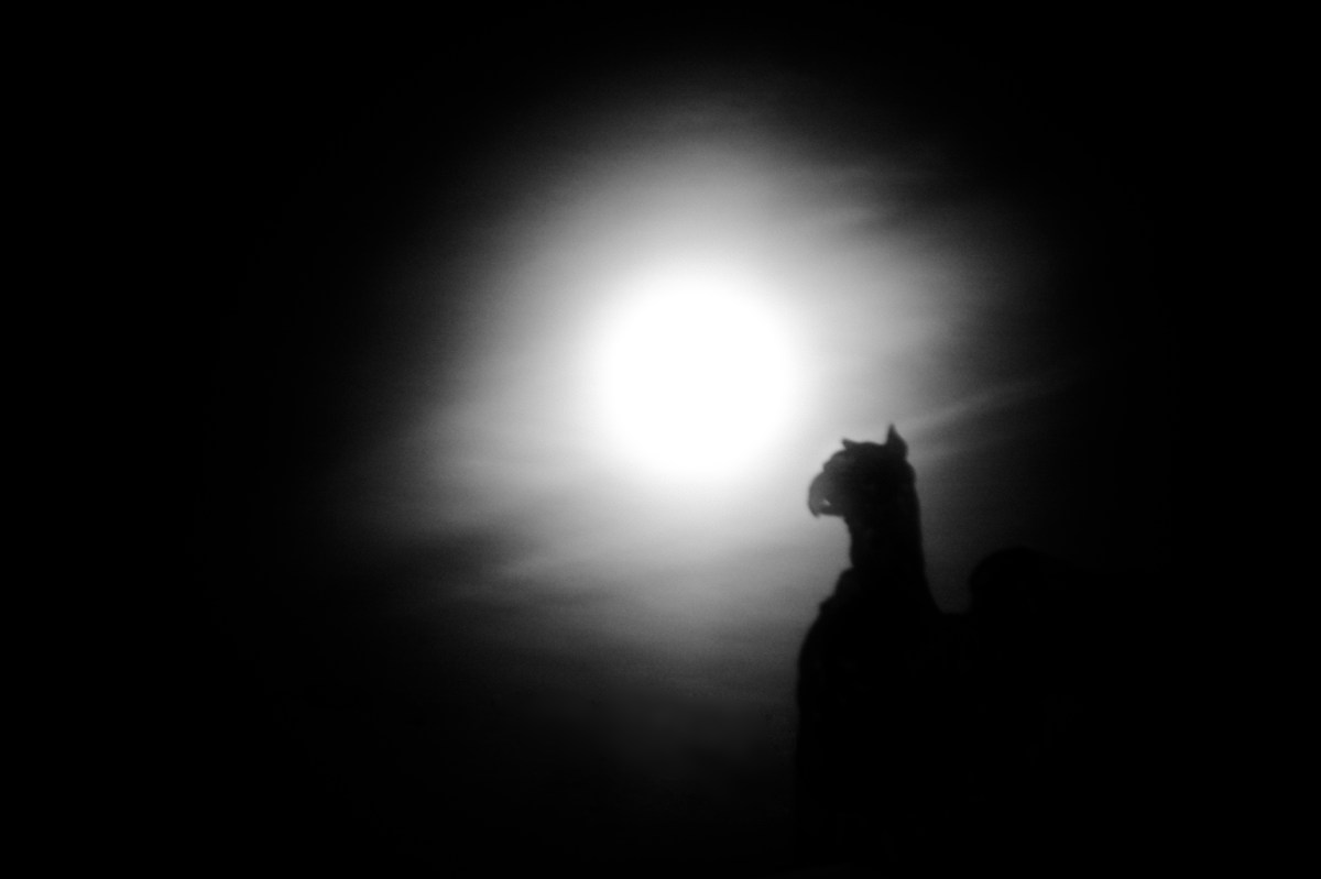 Raul de langa noi | Bogdan Musat Blog