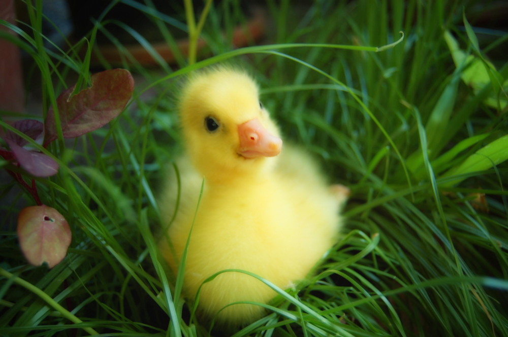 Zboara, puiule! | Bogdan Musat Blog