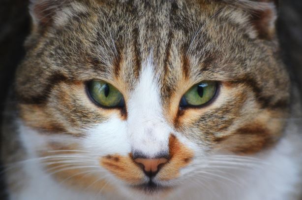 In oglinda | Bogdan Musat Blog